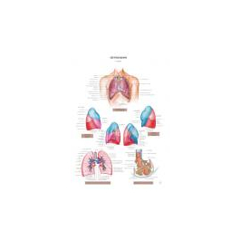 Planche d'anatomie. 12 : Les poumons - Editions Maloine