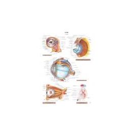 Planche d'anatomie. 19 : L'oeil - Editions Maloine